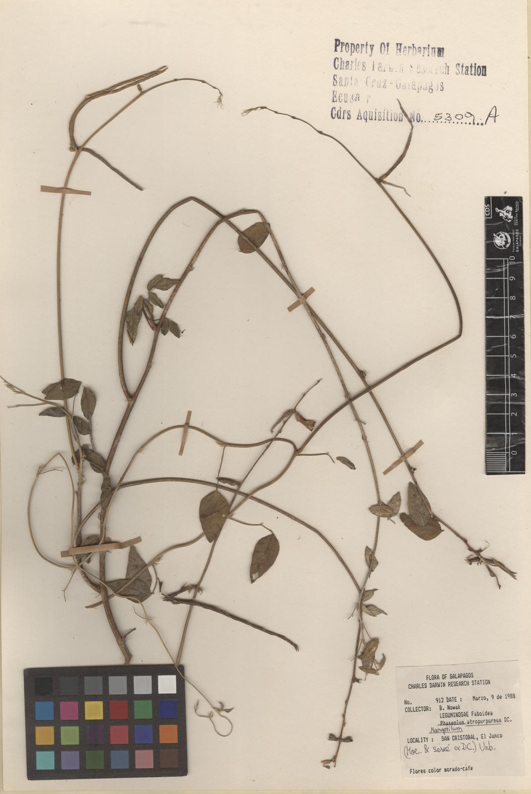 Macroptilium atropurpureum