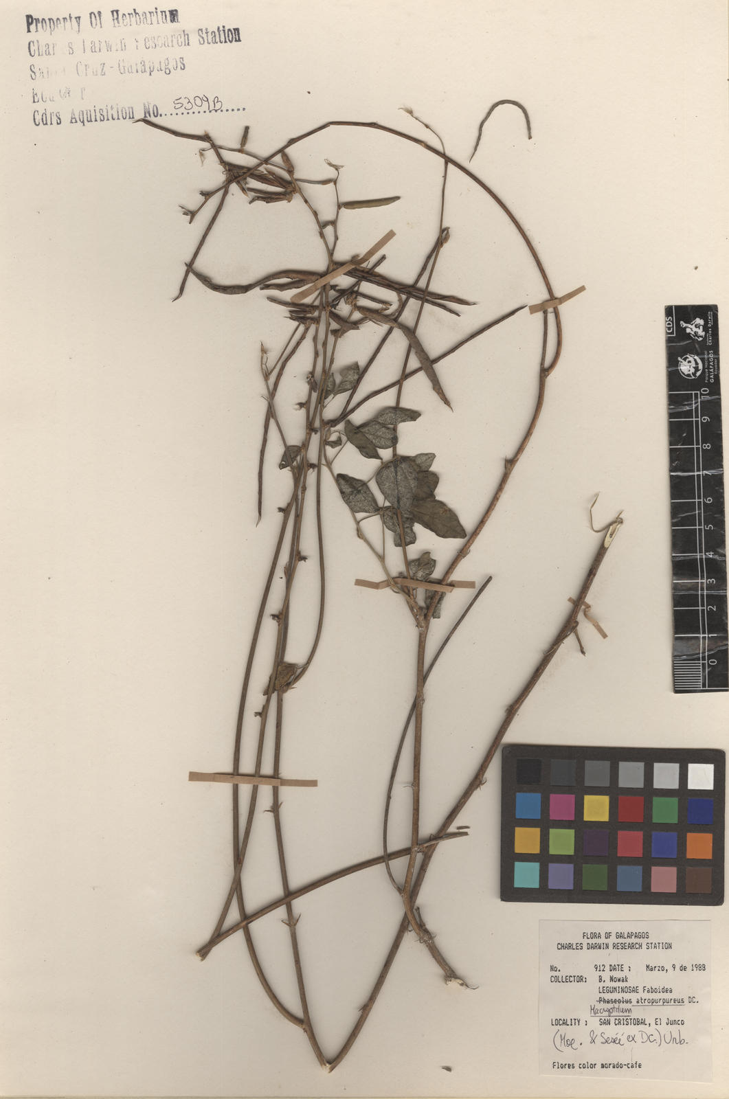 Macroptilium atropurpureum