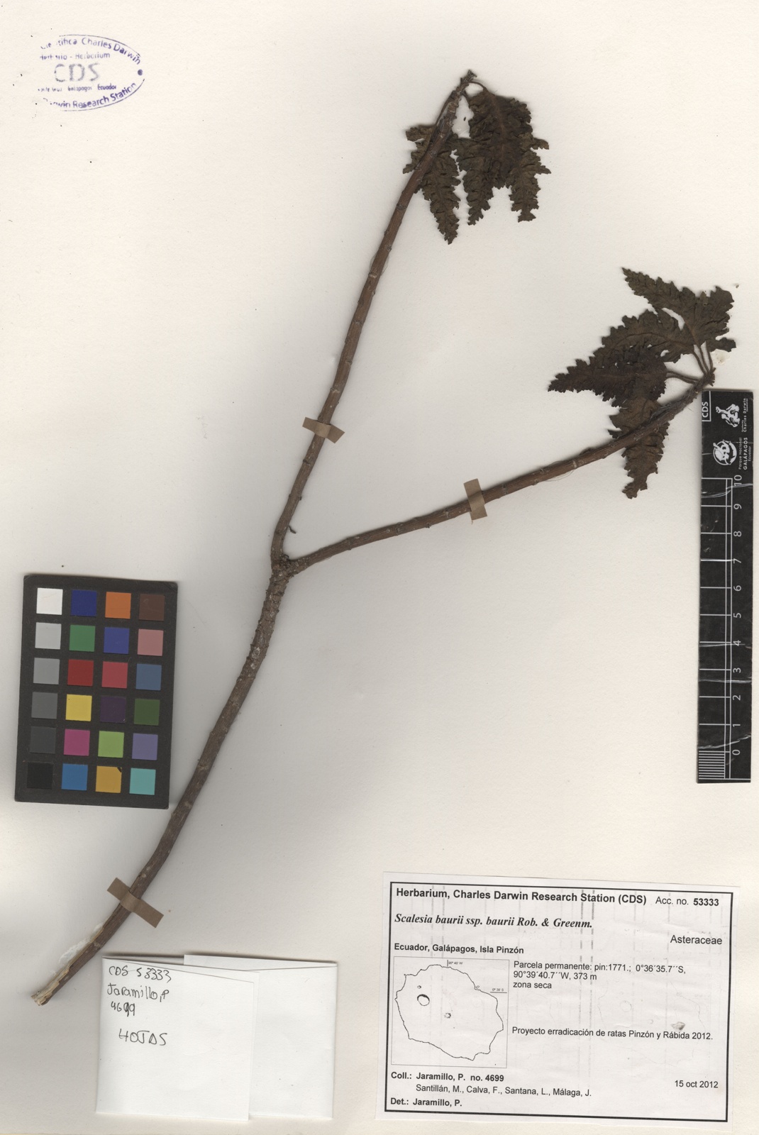 Scalesia baurii subsp. baurii