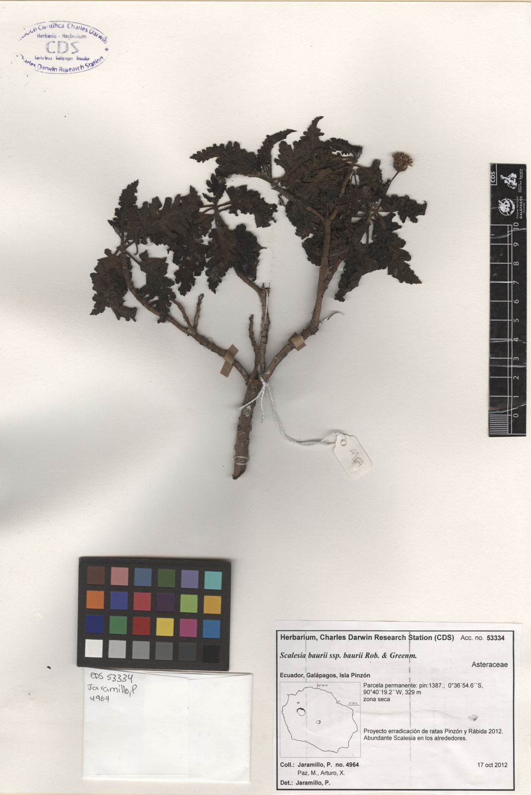 Scalesia baurii subsp. baurii