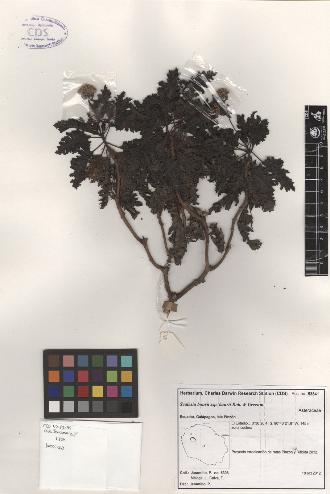 Scalesia baurii subsp. baurii