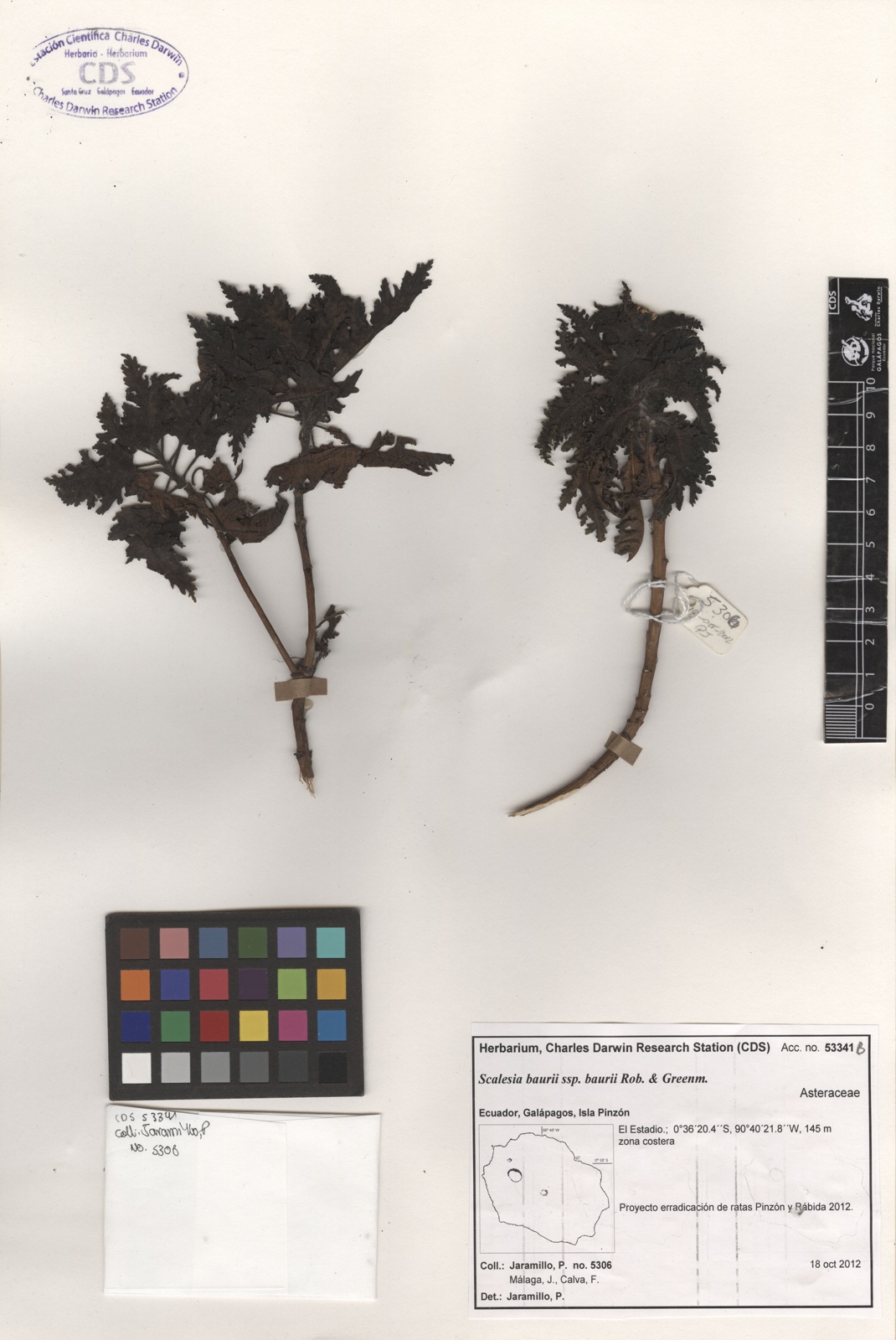 Scalesia baurii subsp. baurii