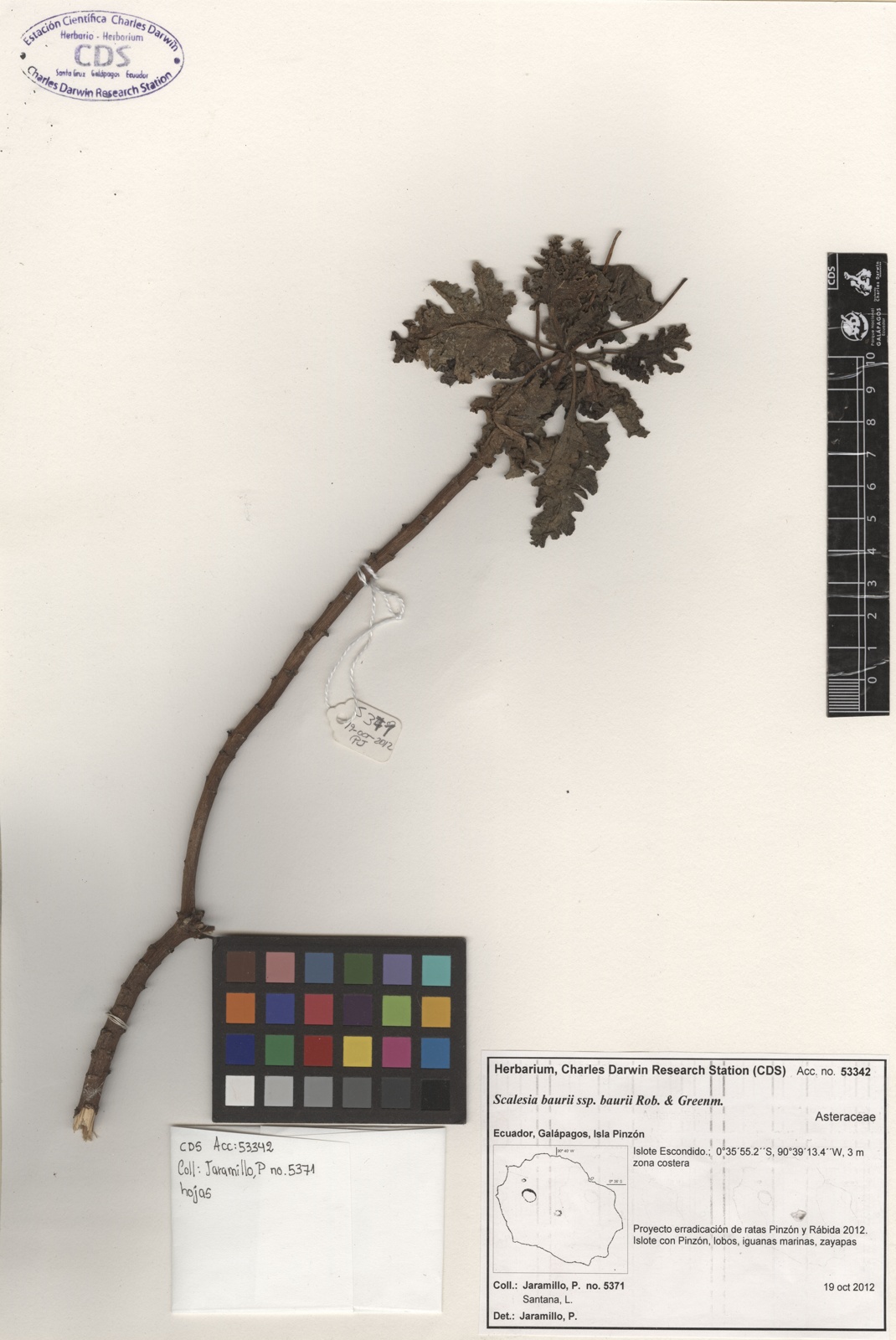 Scalesia baurii subsp. baurii