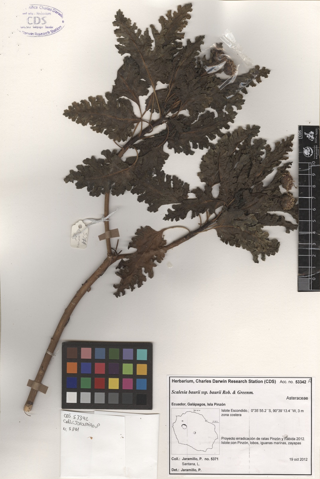 Scalesia baurii subsp. baurii