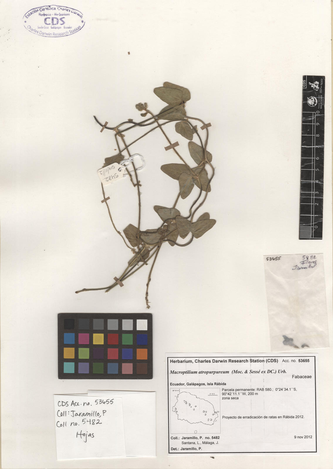 Macroptilium atropurpureum