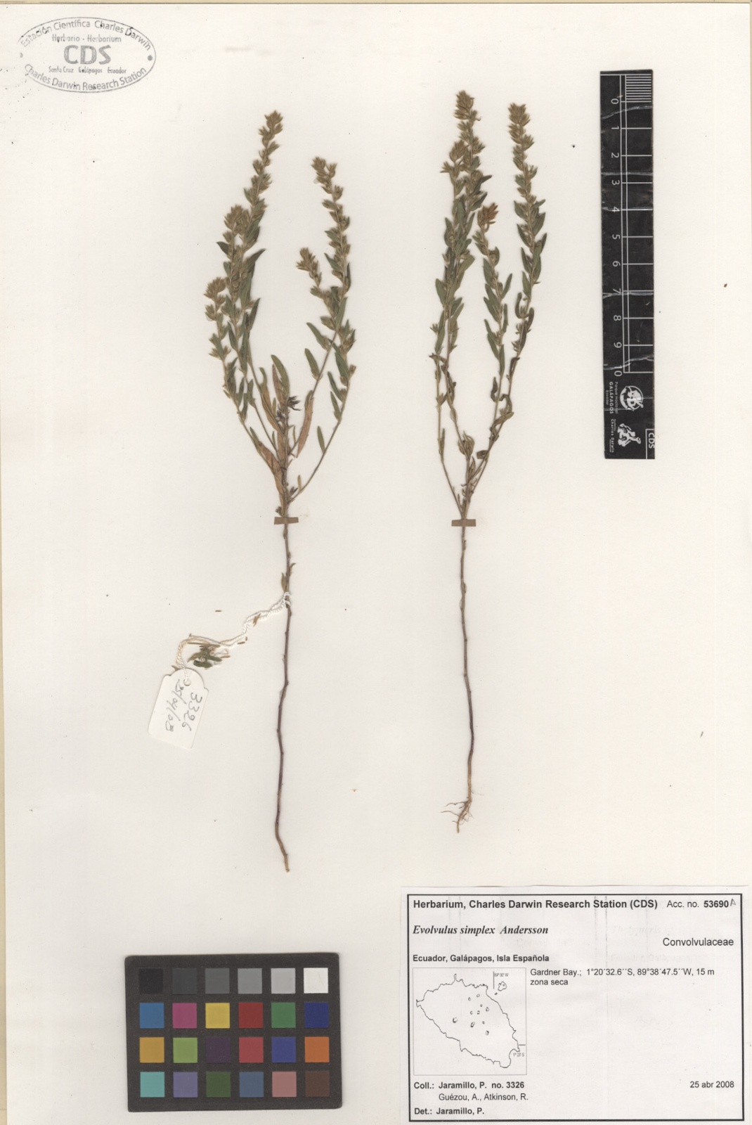 Evolvulus simplex