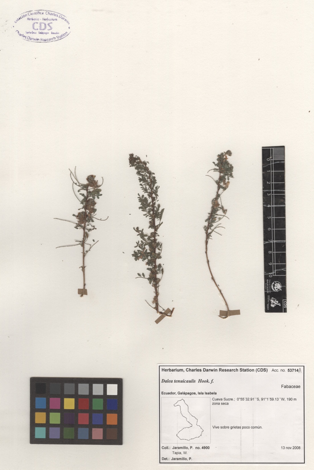 Dalea tenuicaulis
