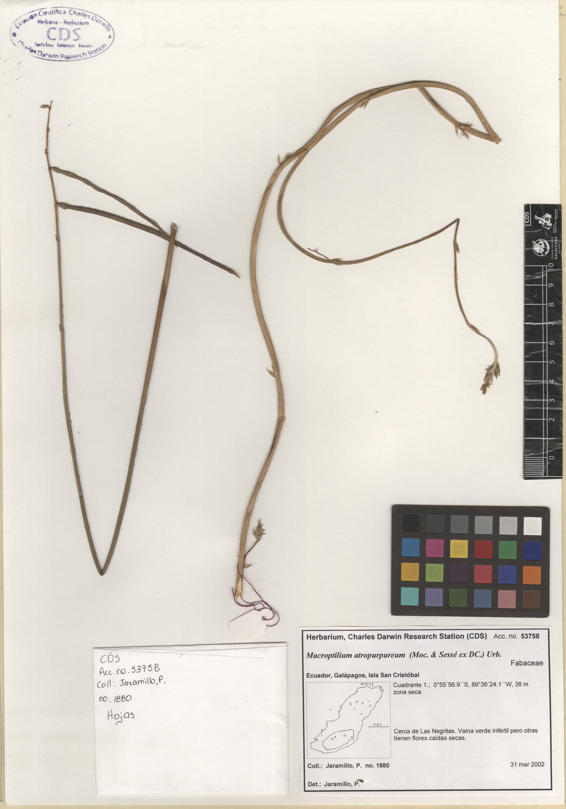 Macroptilium atropurpureum