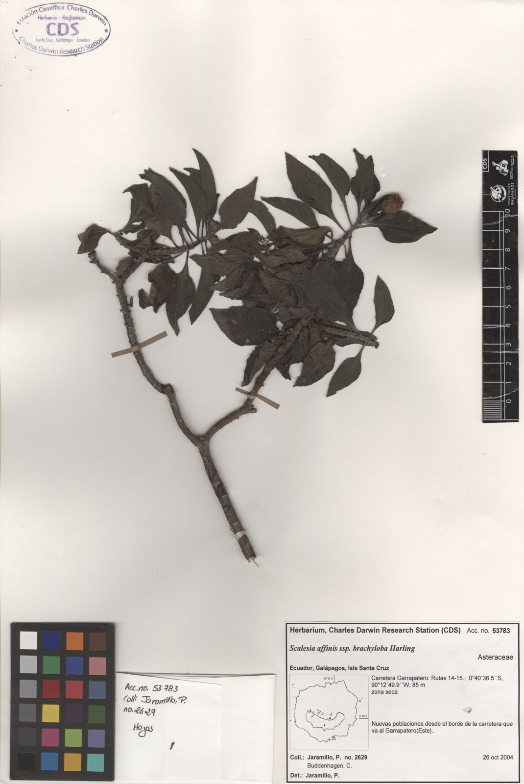 Scalesia affinis subsp. brachyloba