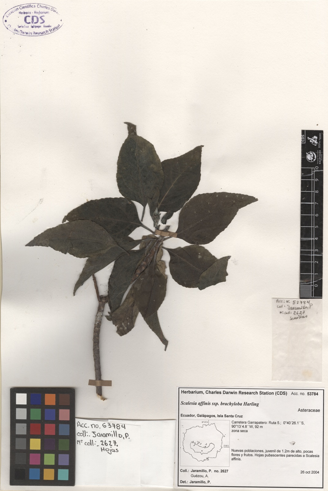 Scalesia affinis subsp. brachyloba