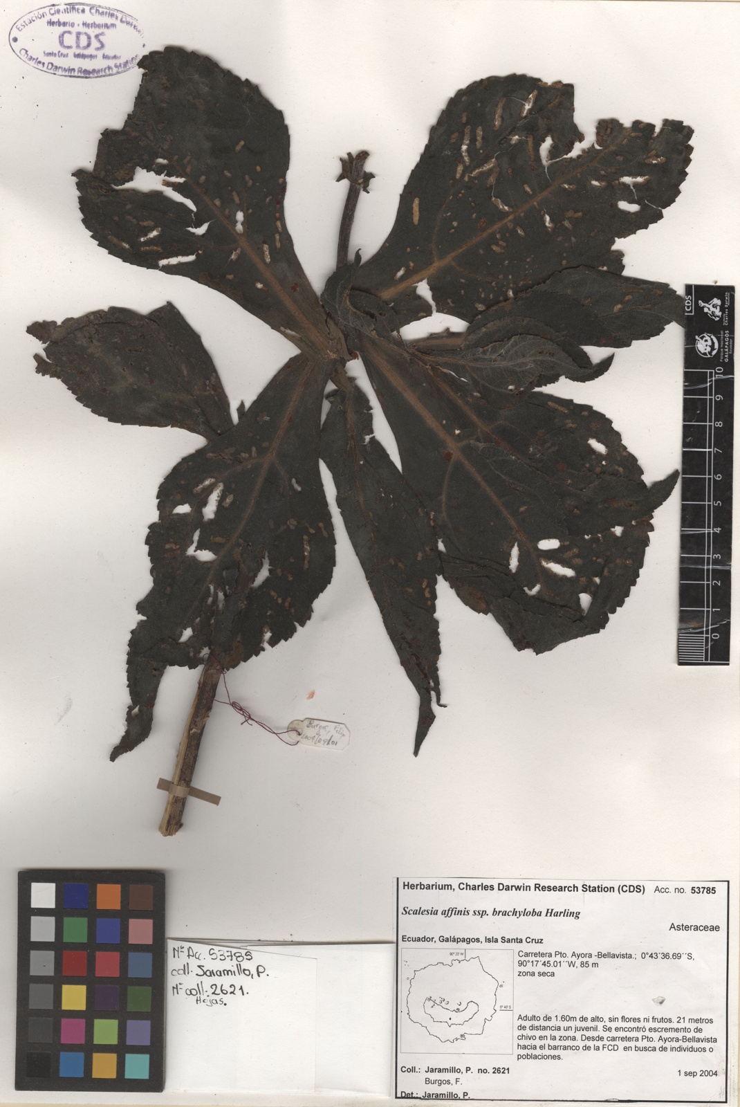 Scalesia affinis subsp. brachyloba