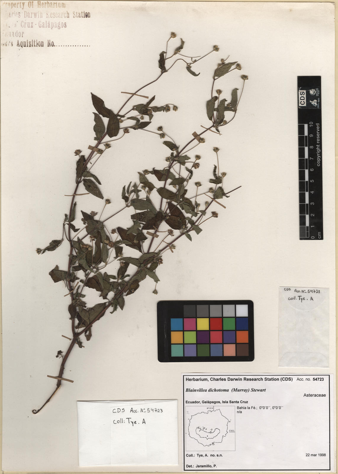 Blainvillea dichotoma