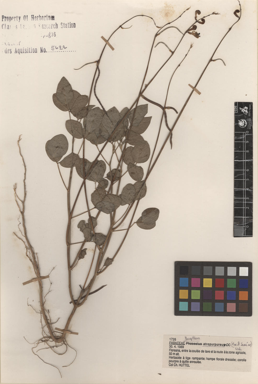 Macroptilium atropurpureum