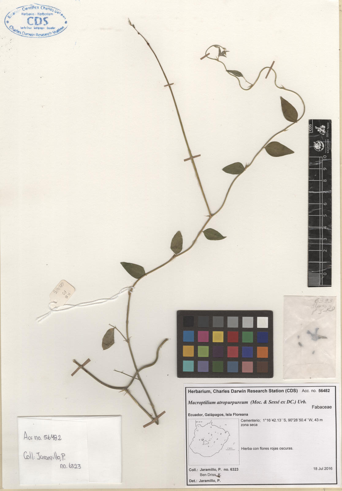 Macroptilium atropurpureum