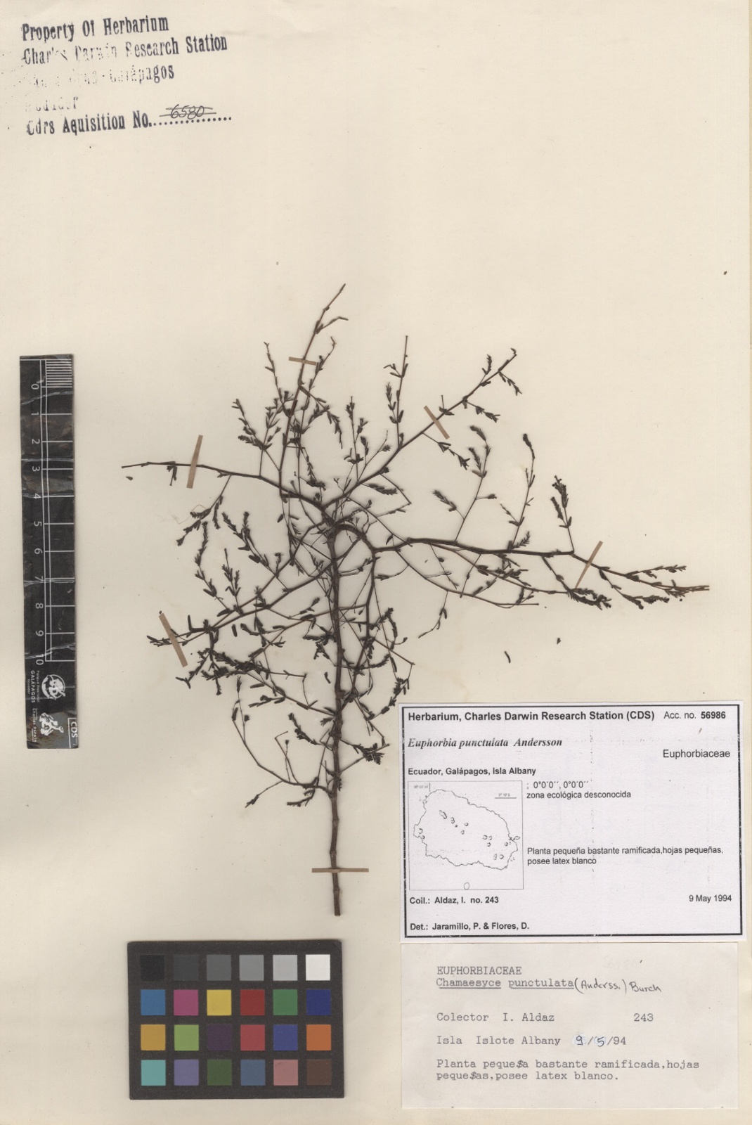 Euphorbia punctulata