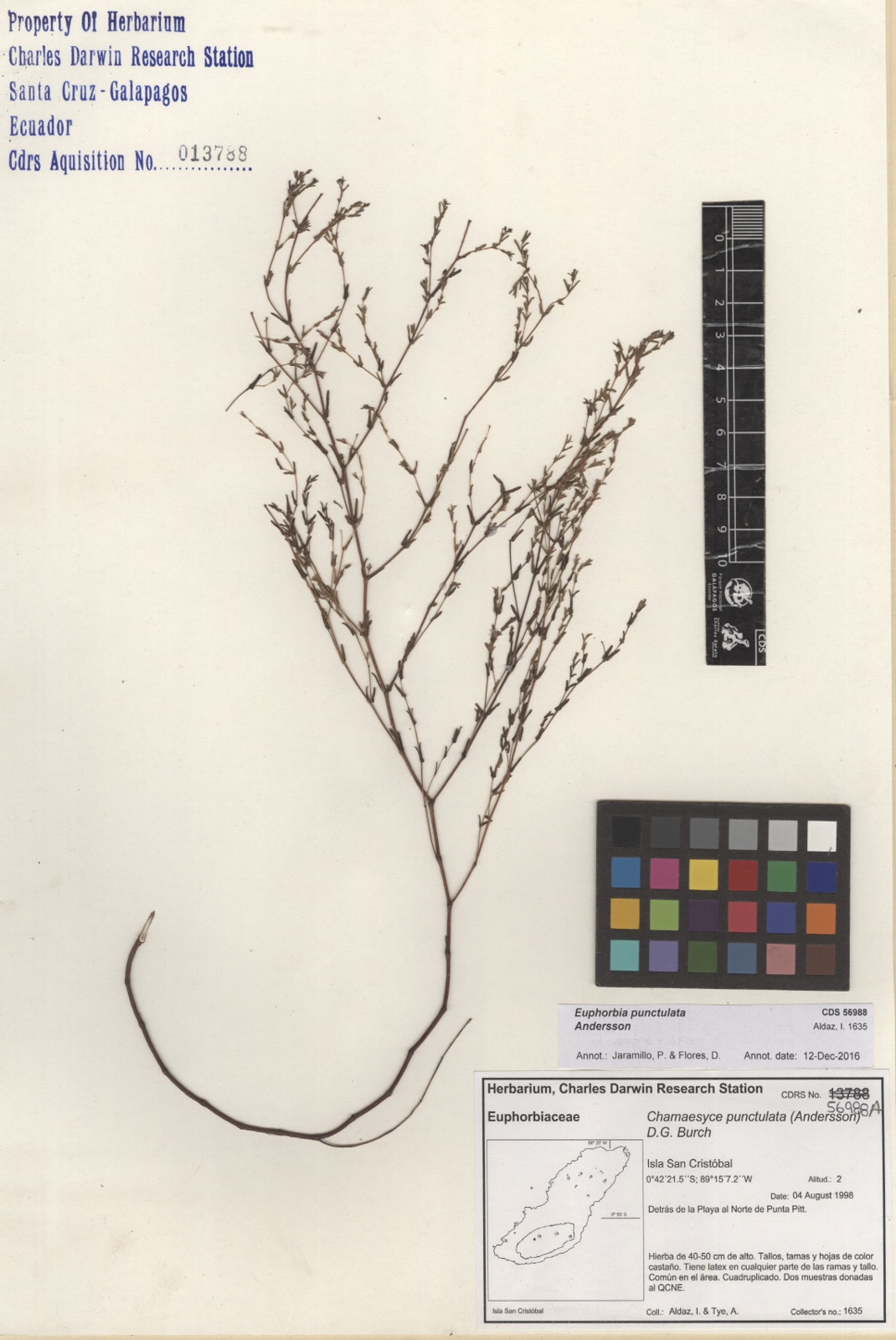 Euphorbia punctulata