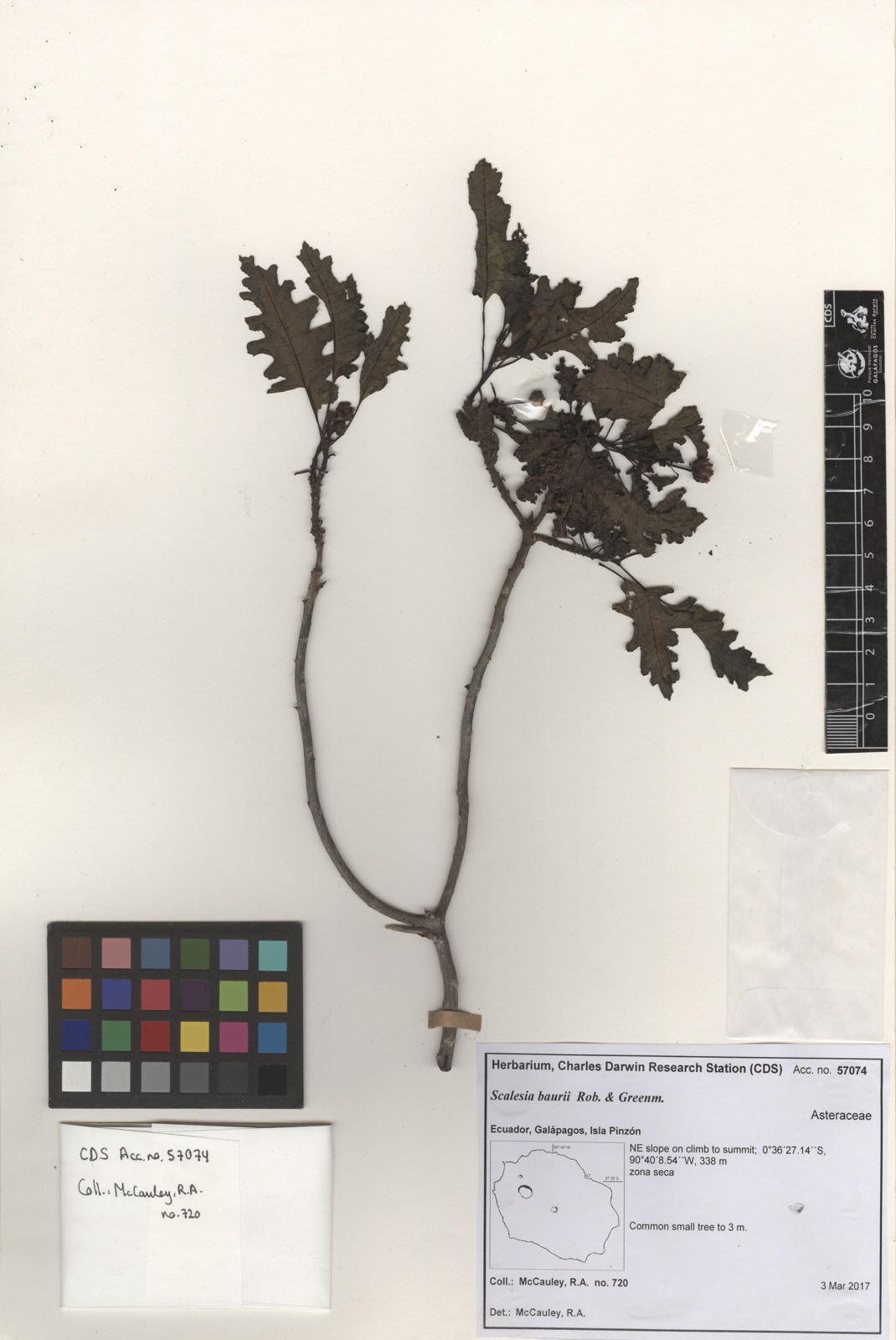 Scalesia baurii subsp. baurii