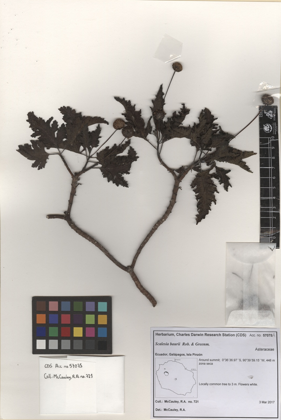 Scalesia baurii subsp. baurii