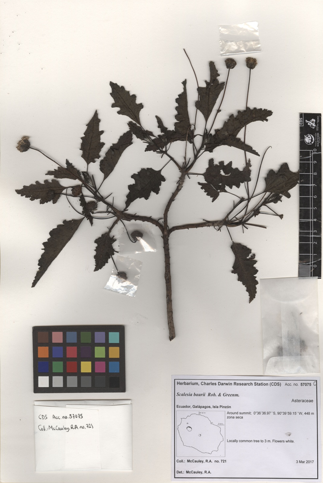 Scalesia baurii subsp. baurii