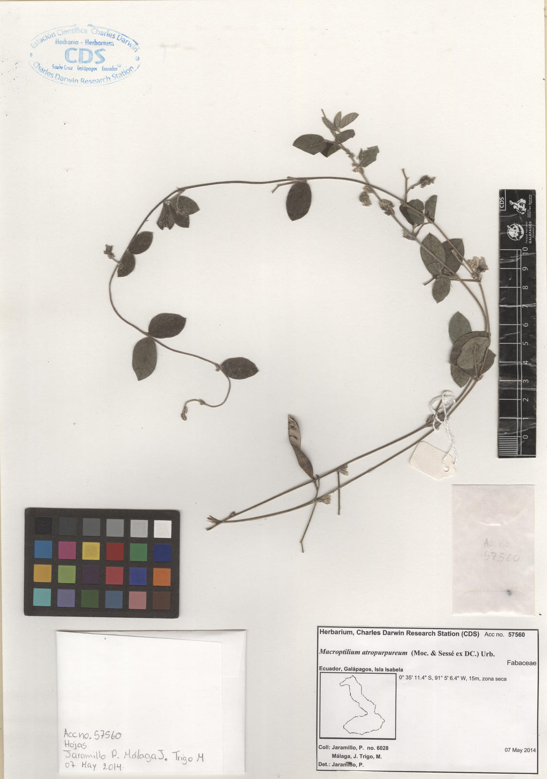 Macroptilium atropurpureum