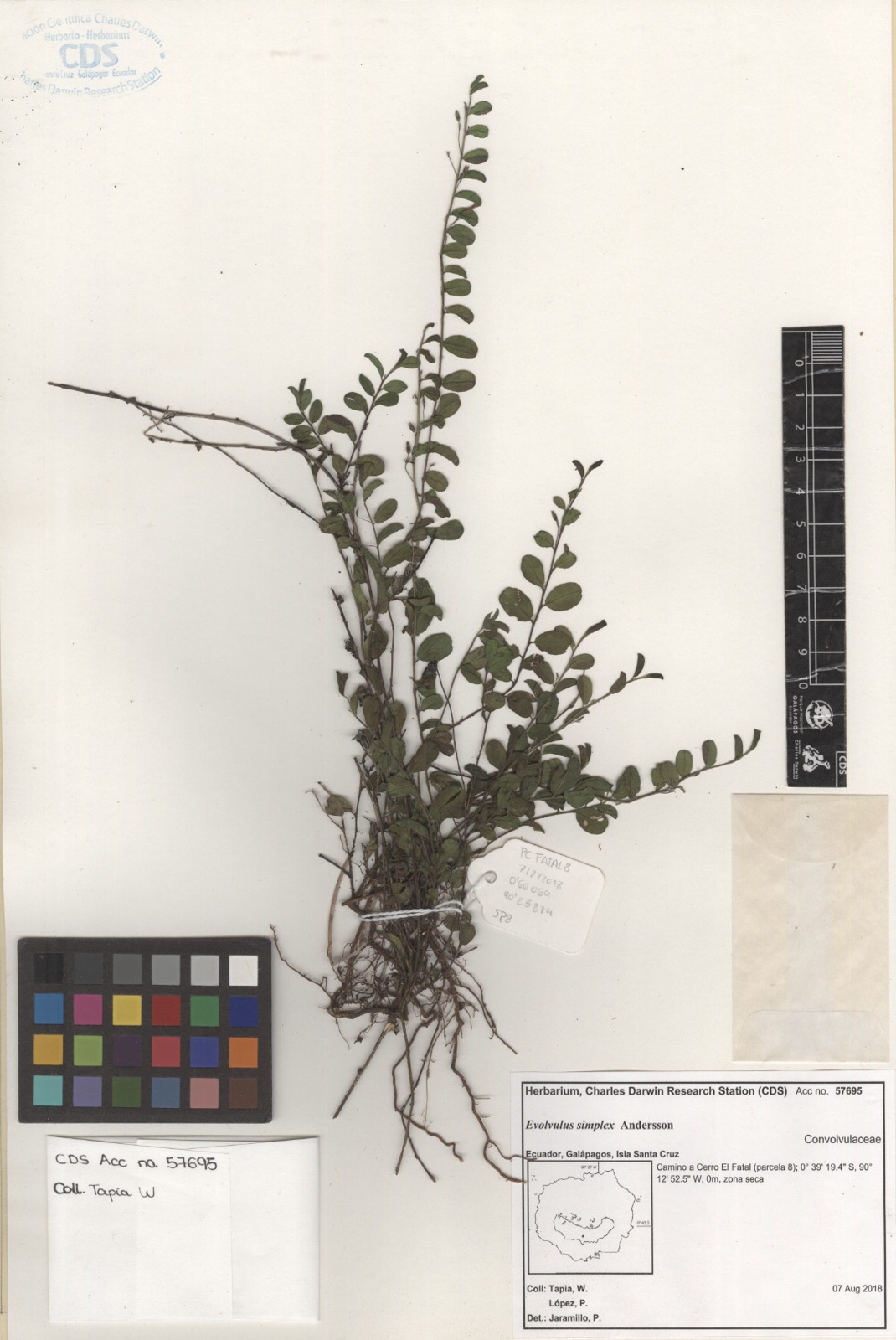 Evolvulus simplex