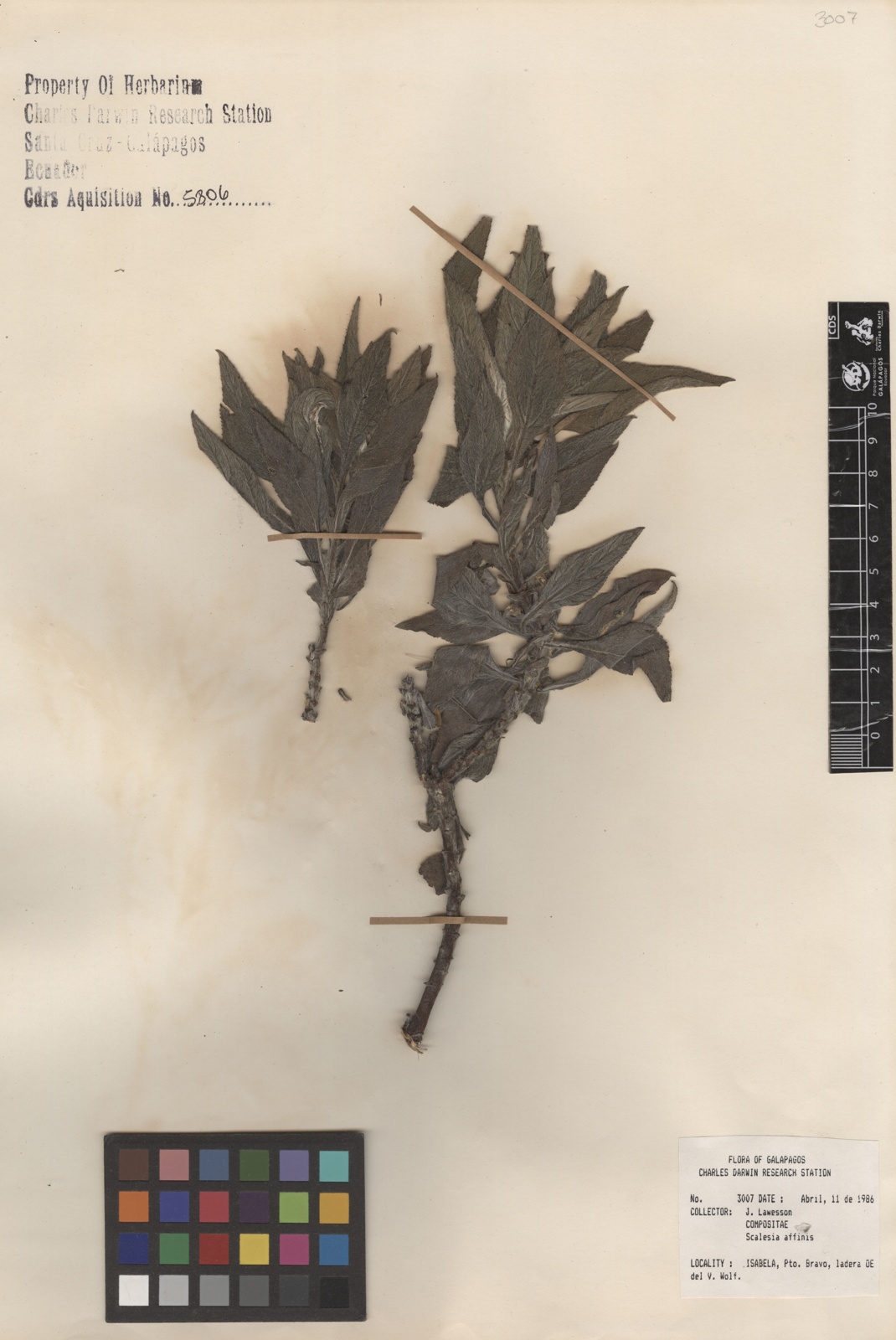 Scalesia affinis subsp. gummifera