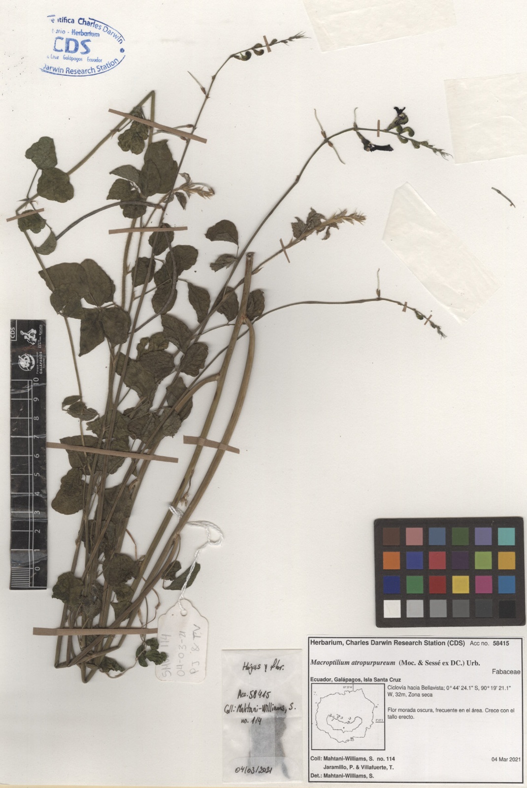 Macroptilium atropurpureum