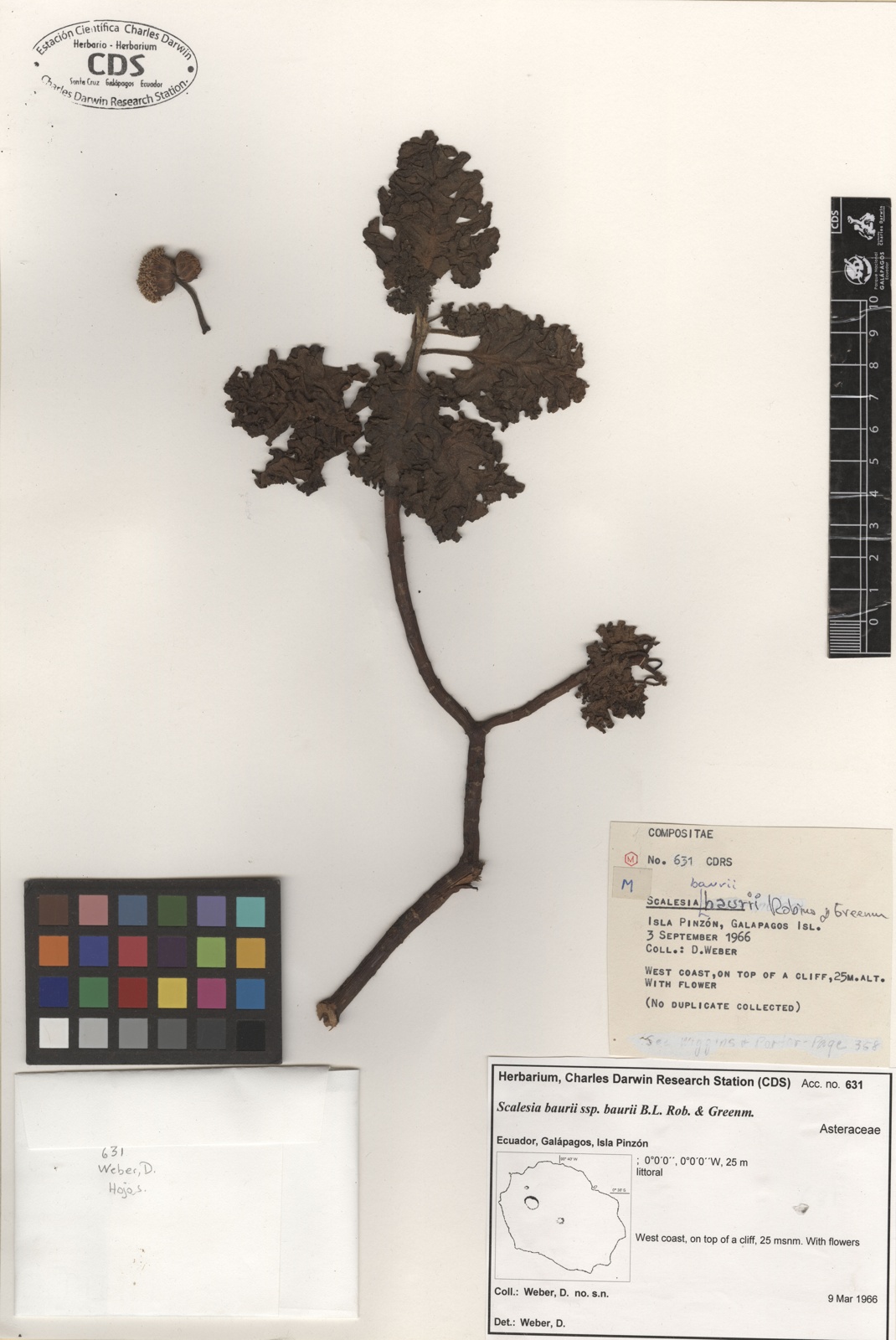 Scalesia baurii subsp. baurii