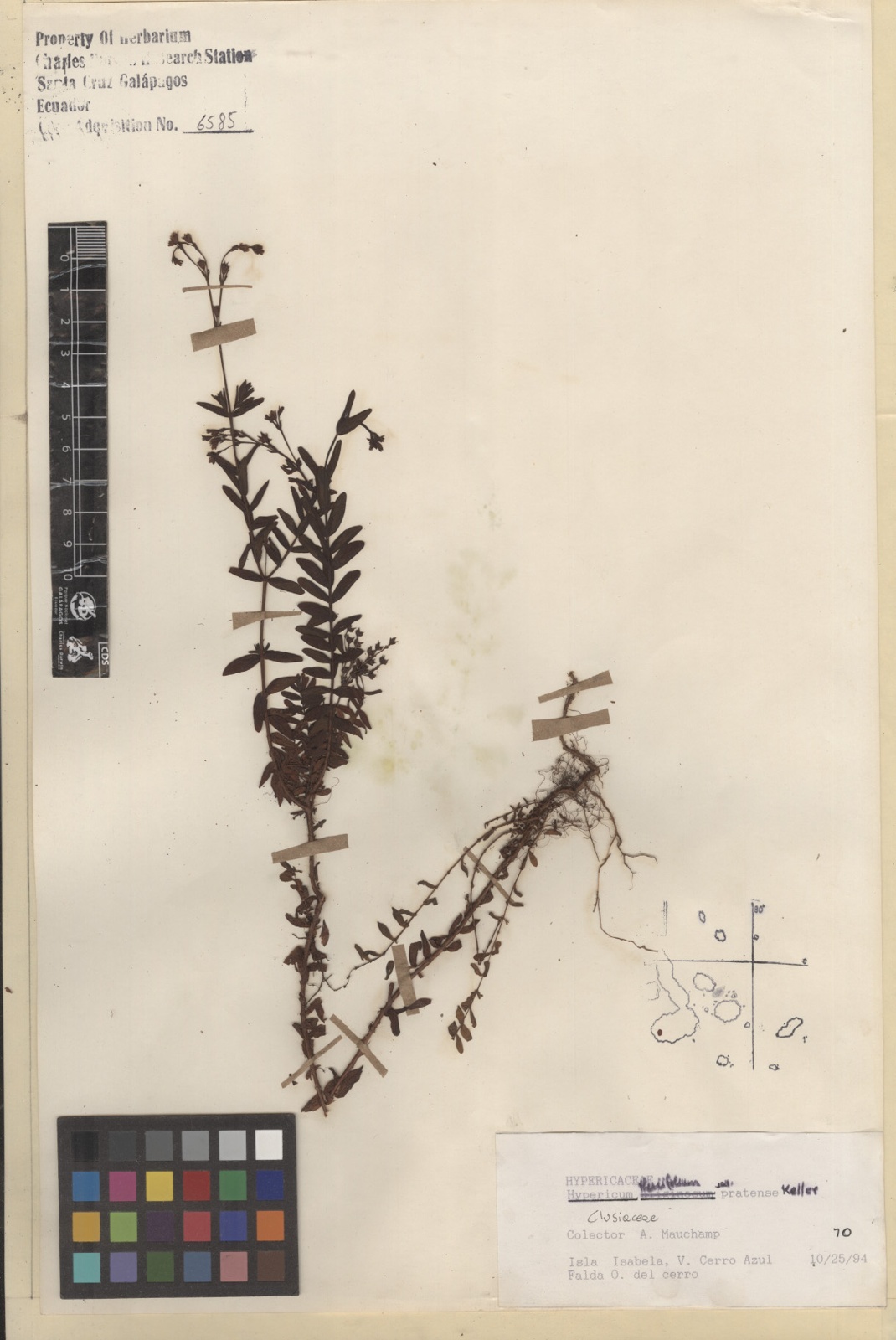 Hypericum thesiifolium