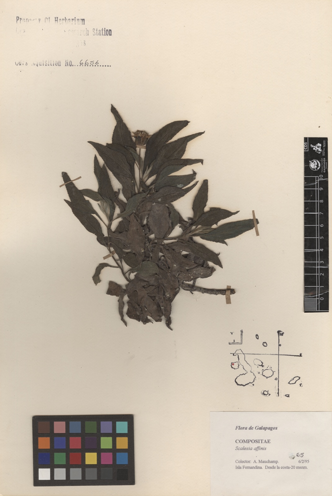 Scalesia affinis subsp. gummifera