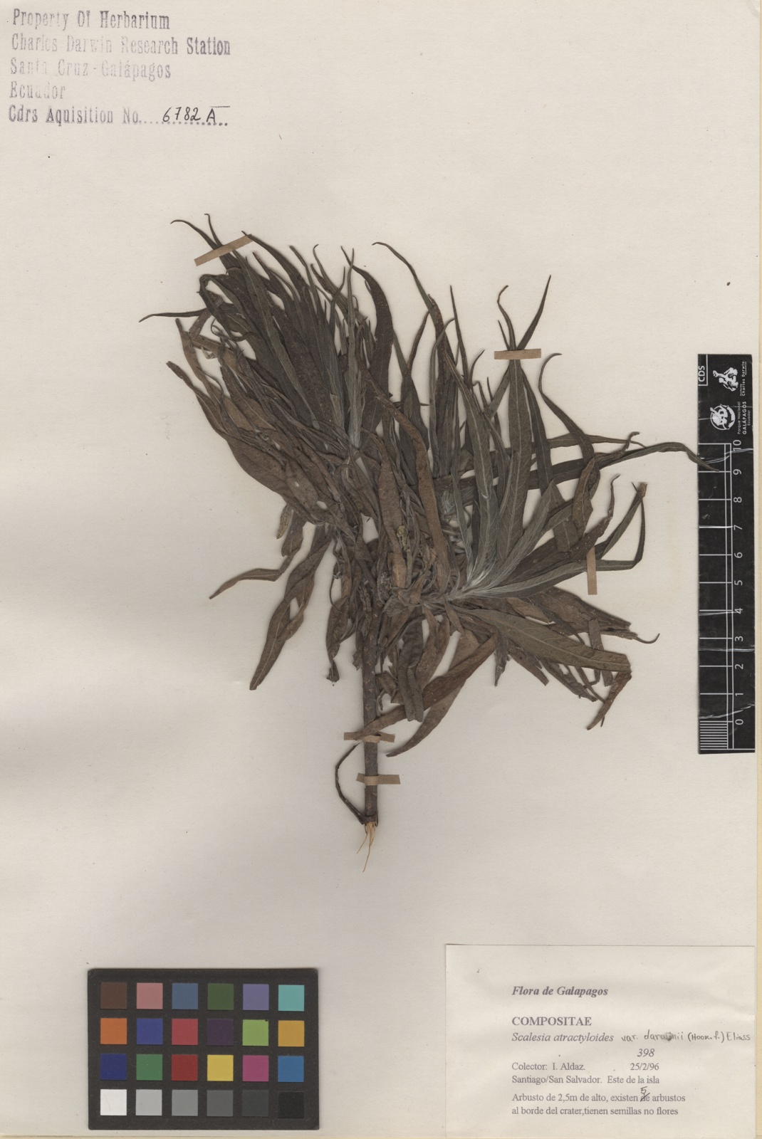 Scalesia atractyloides var. darwinii