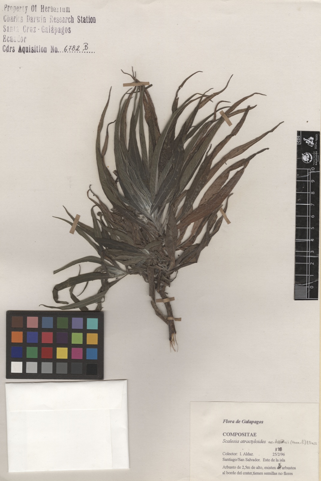 Scalesia atractyloides var. darwinii