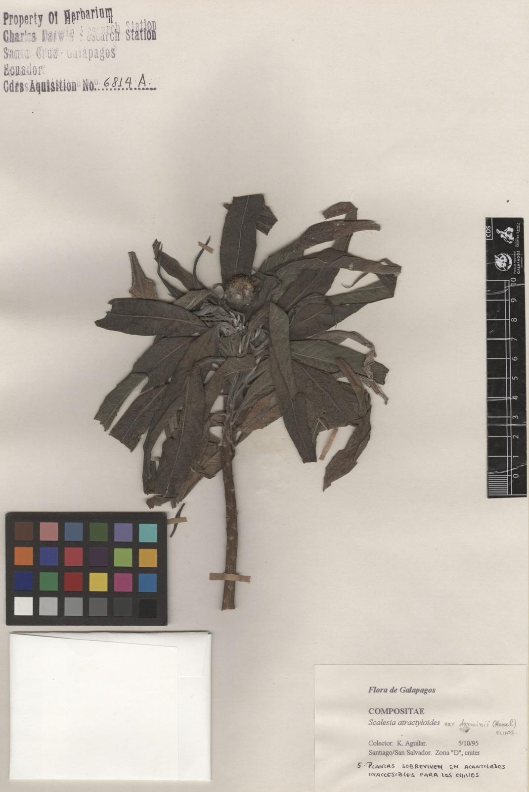 Scalesia atractyloides var. darwinii