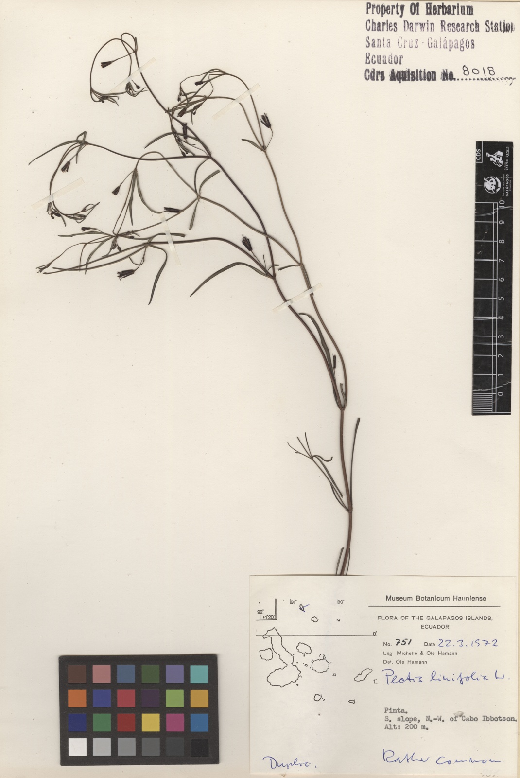 Pectis linifolia