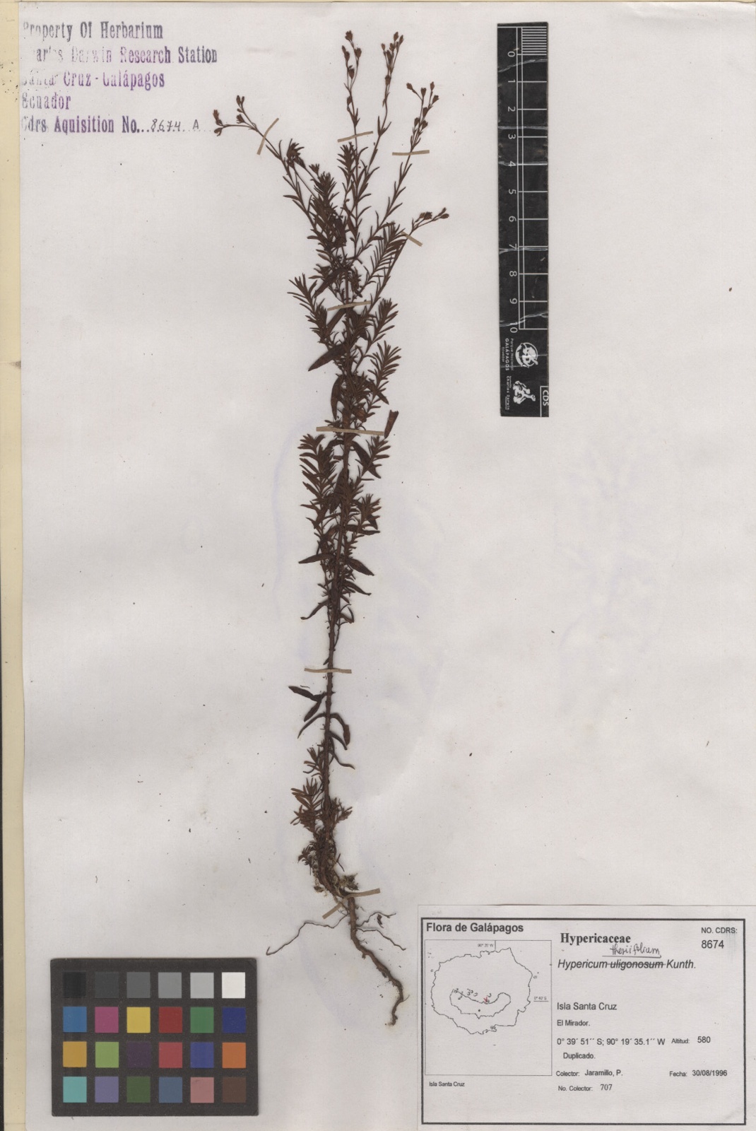 Hypericum thesiifolium