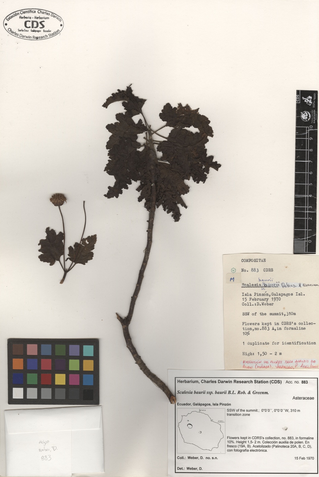 Scalesia baurii subsp. baurii