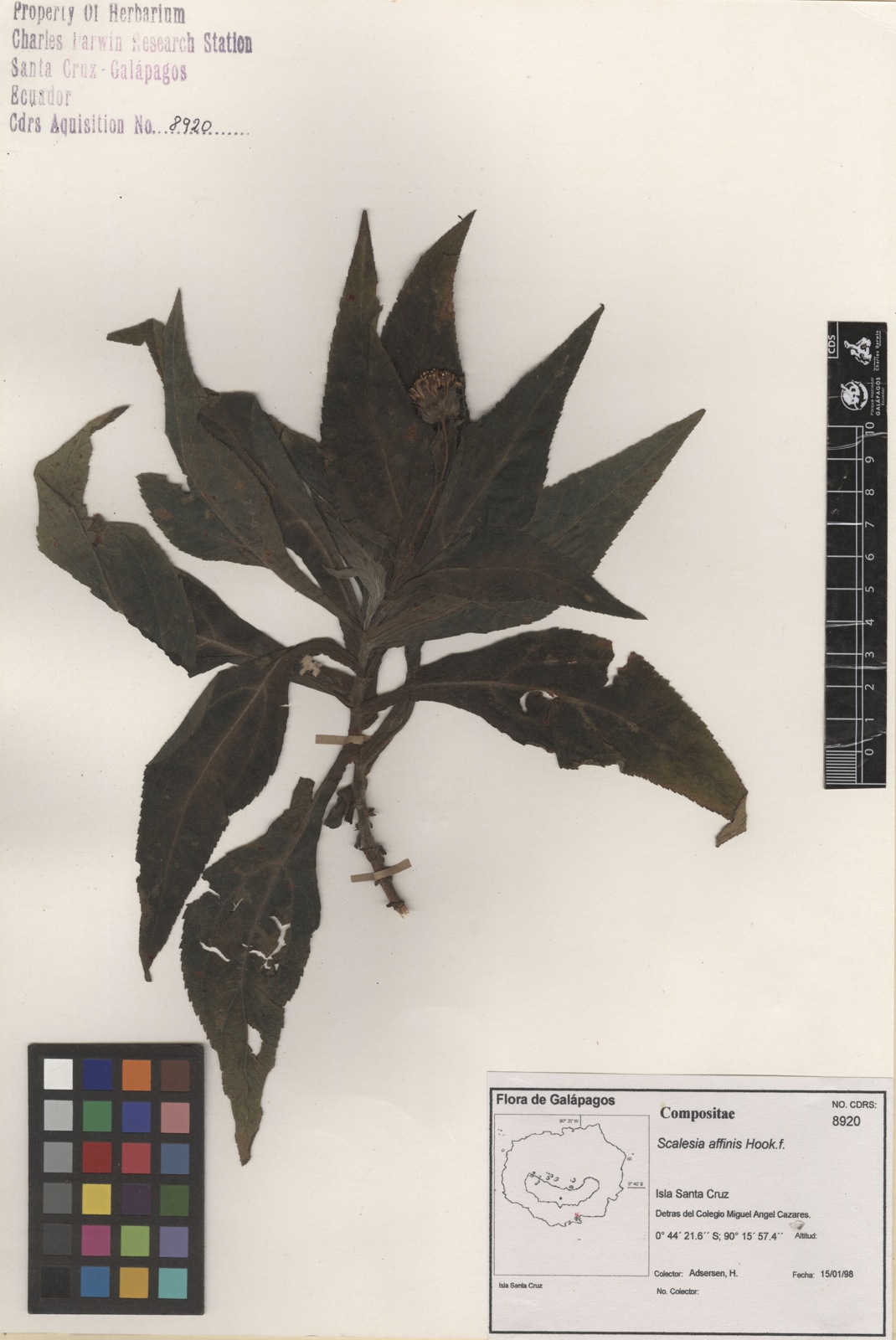 Scalesia affinis subsp. brachyloba