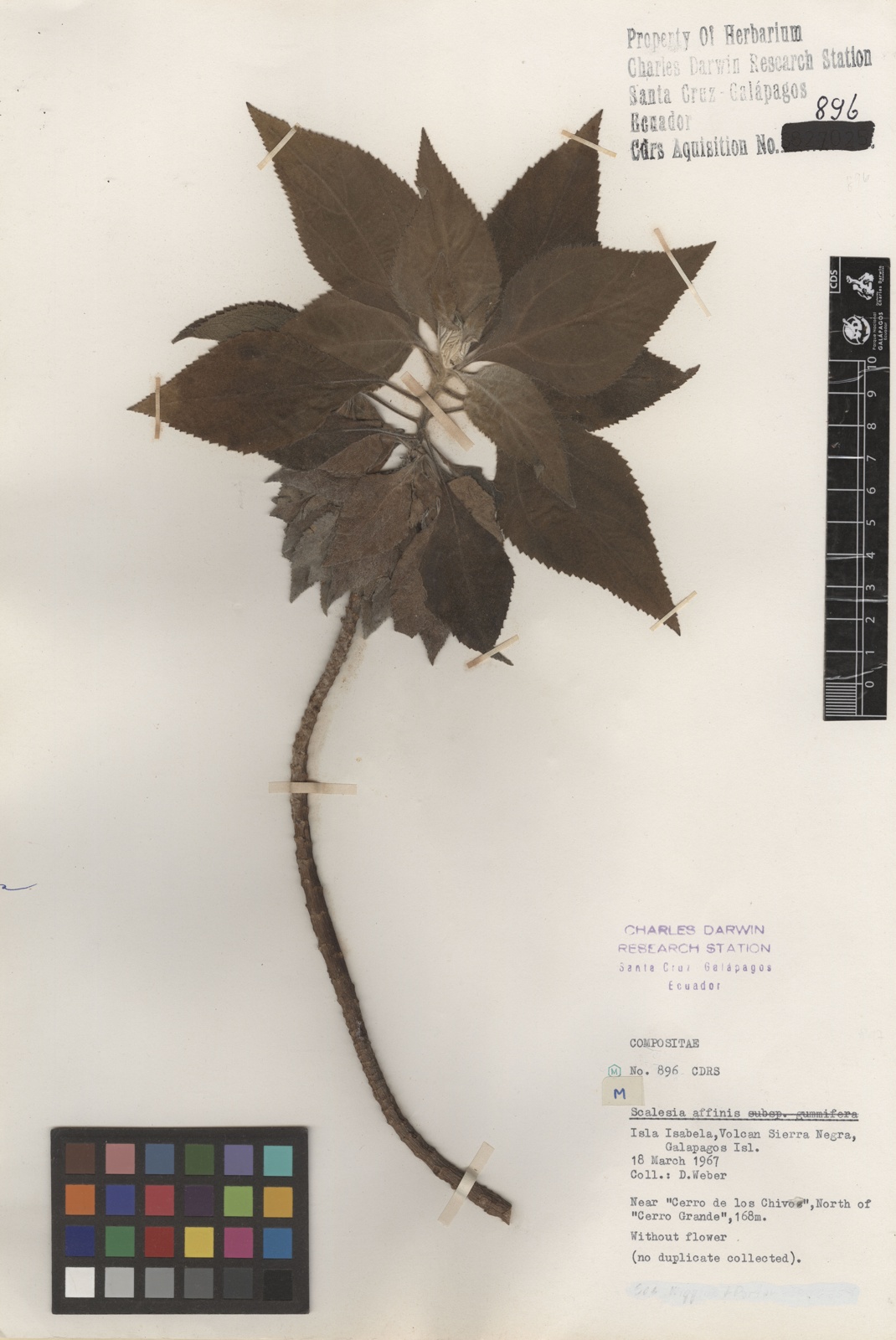 Scalesia affinis subsp. gummifera