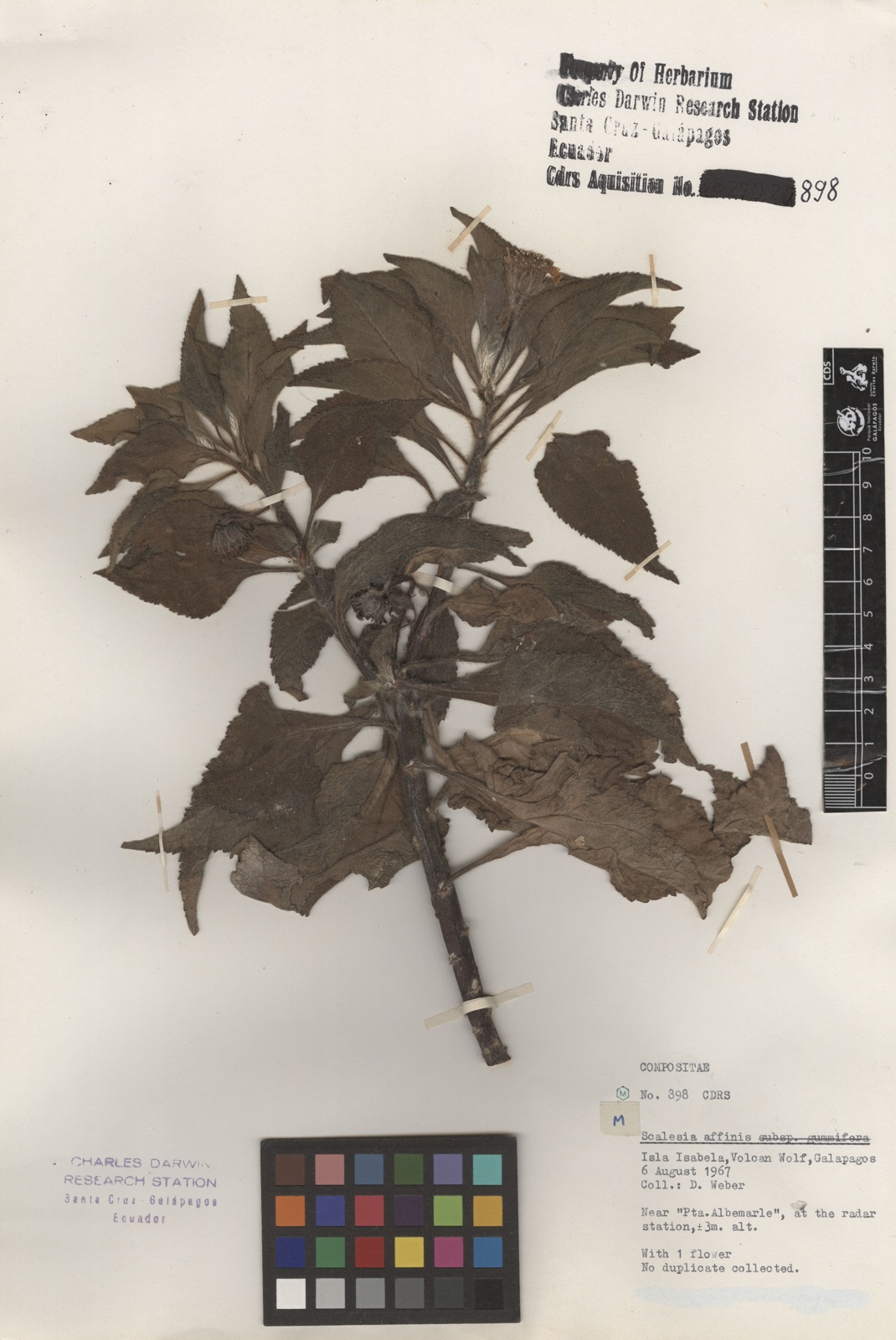 Scalesia affinis subsp. gummifera