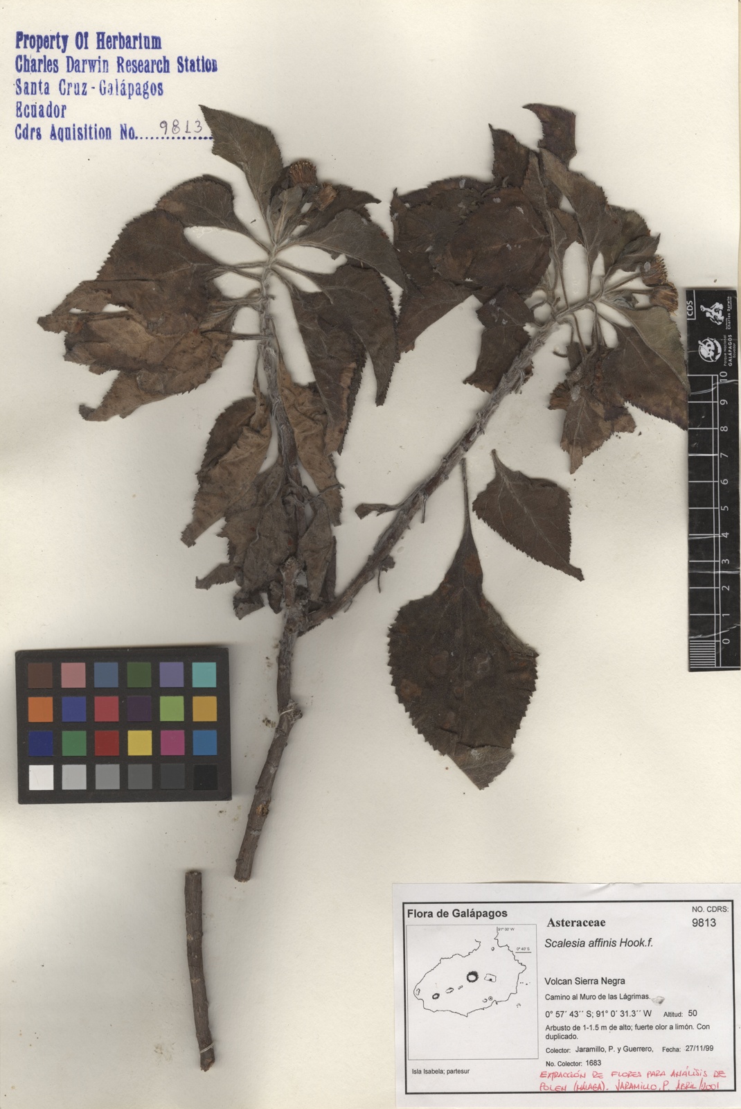 Scalesia affinis subsp. gummifera