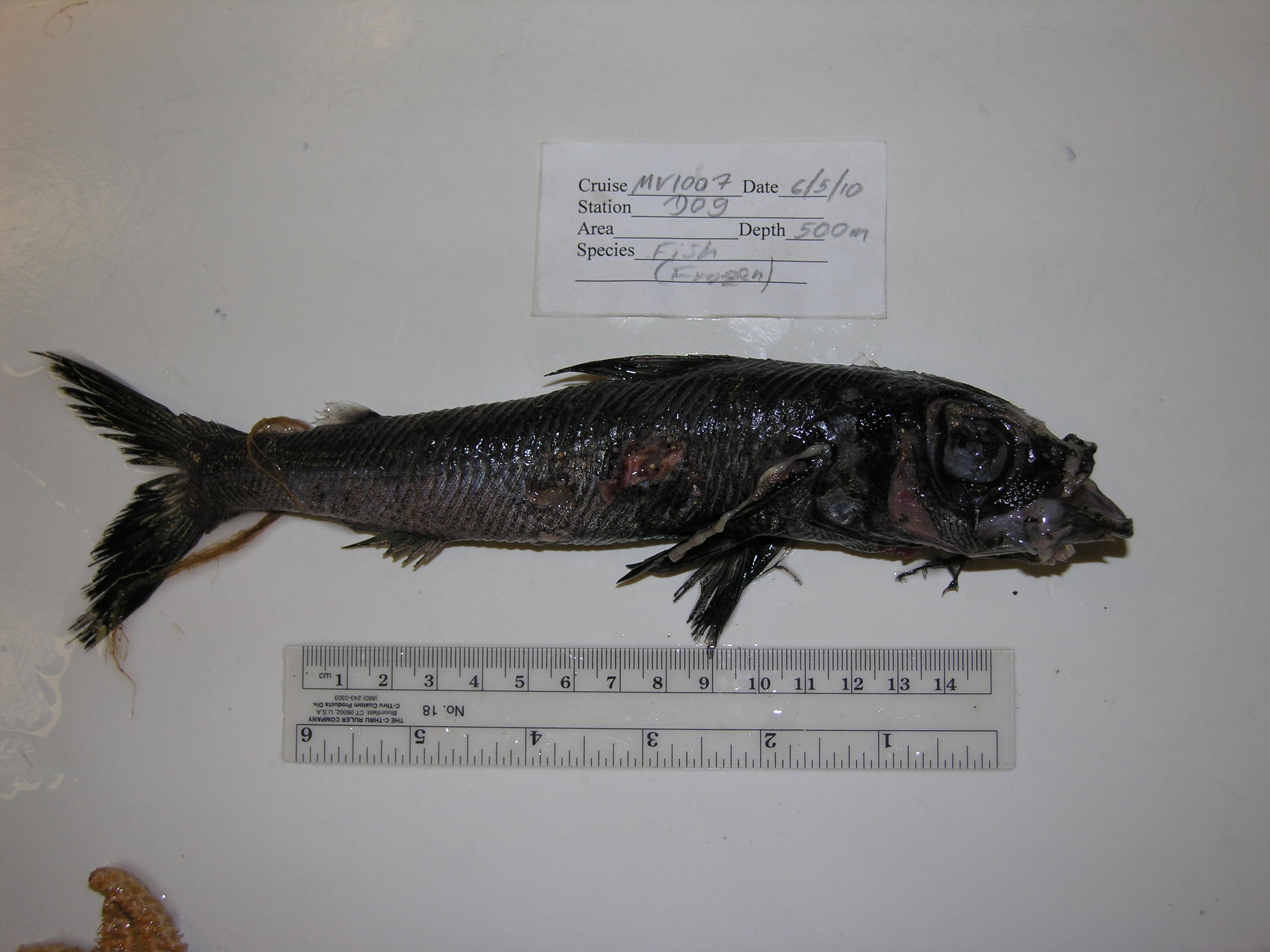 Physiculus nematopus