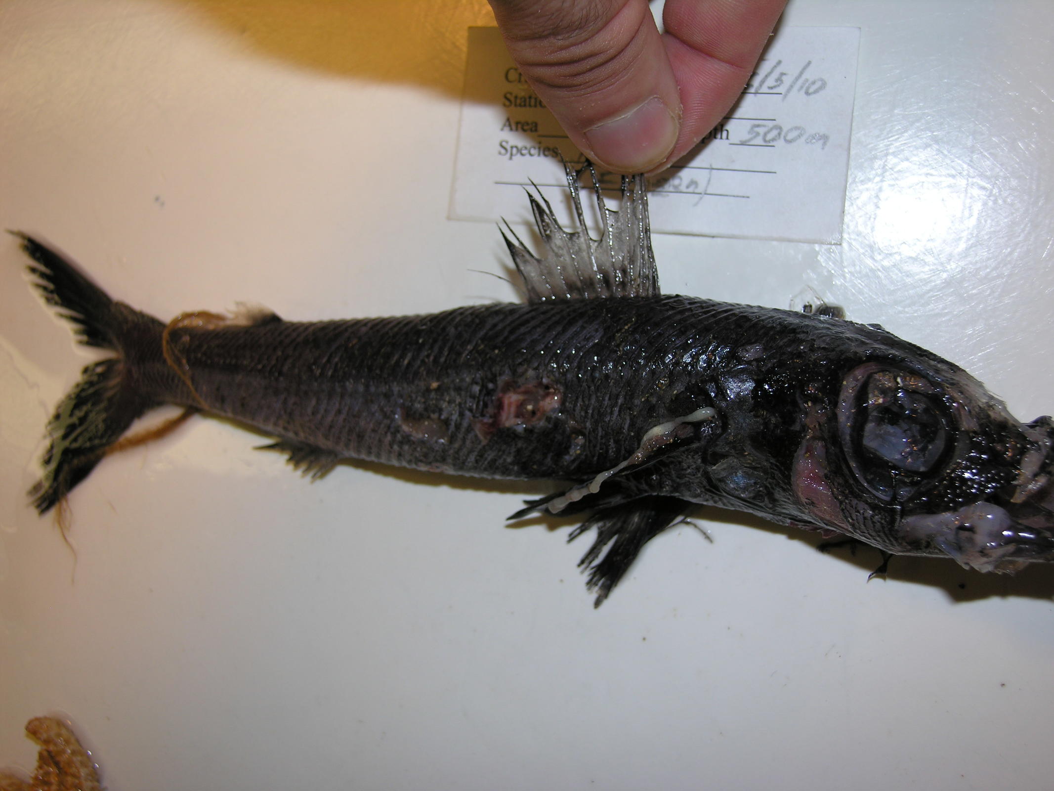 Physiculus nematopus