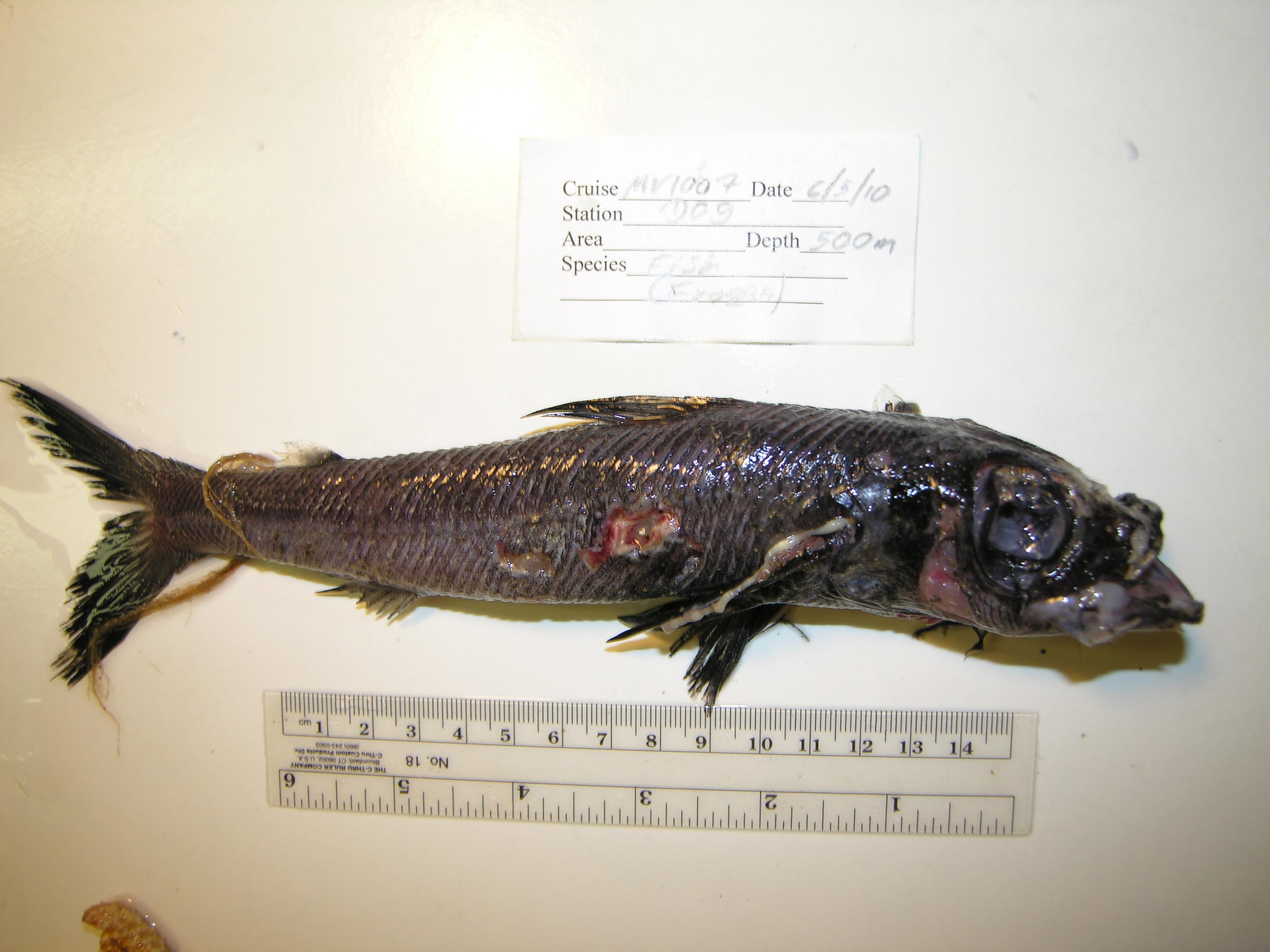 Physiculus nematopus