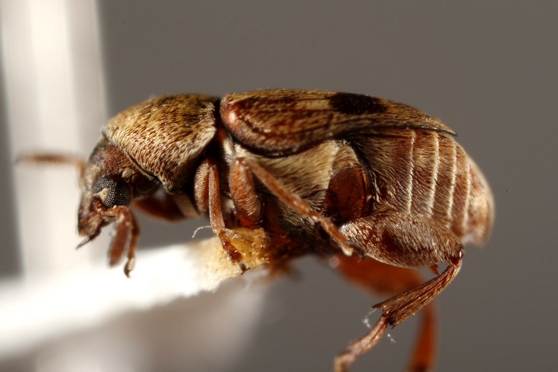 Acanthoscelides fuscomaculatus