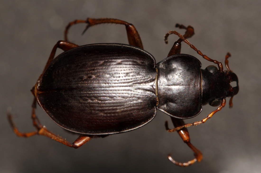 Calosoma linelli