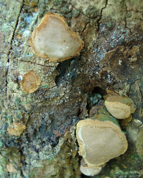 Phellinus apiahynus
