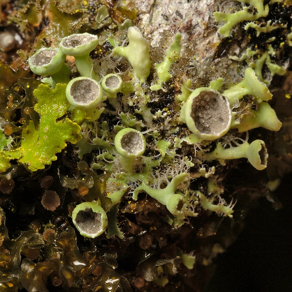 Heterodermia podocarpa