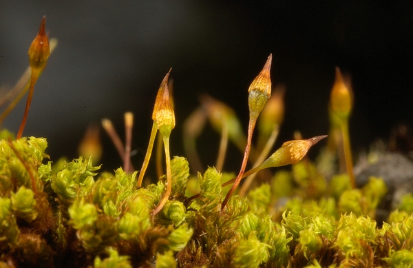 Groutiella apiculata