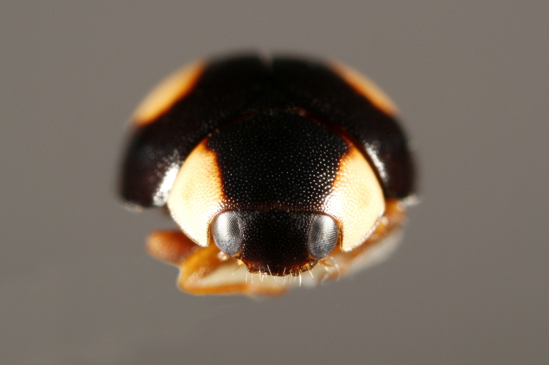 Hyperaspis bromelicola