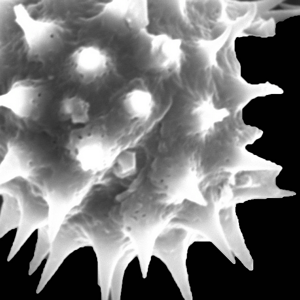 Scalesia atractyloides var. darwinii